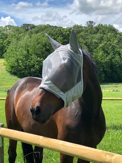 FLY MASKS - Harrison Howard Equestrian